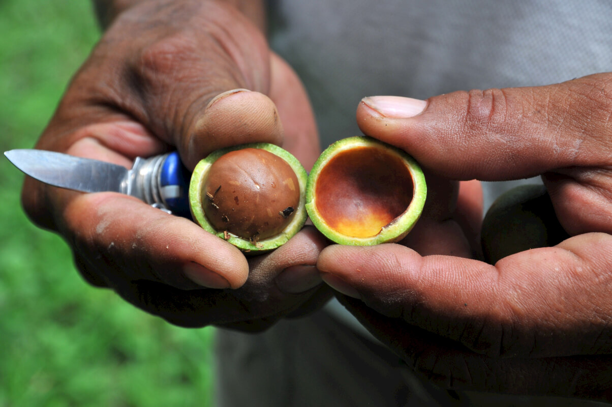 Macadamia nut origins Australia aborigines Hawaii